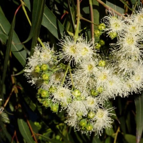 Eucalypt mythbusting: a comprehensive guide - Remember The Wild