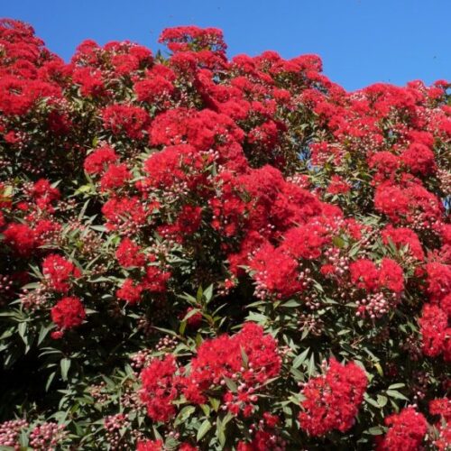 Eucalypt mythbusting: a comprehensive guide - Remember The Wild
